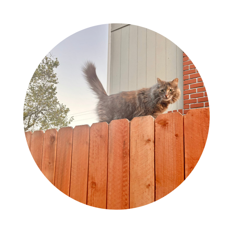 Trap-Neuter-Vaccinate-Return Community Cat Program – Animal Care