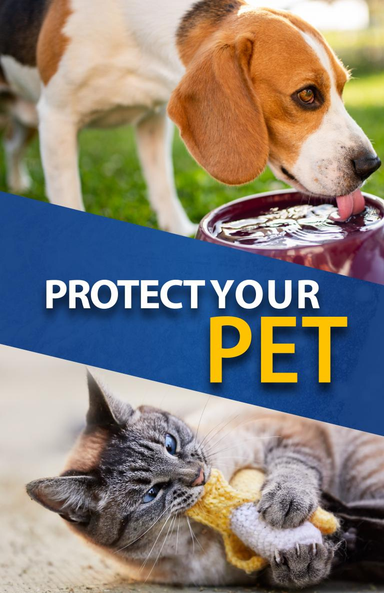 Heat Protection Tips for Pet Parents – Animal Care