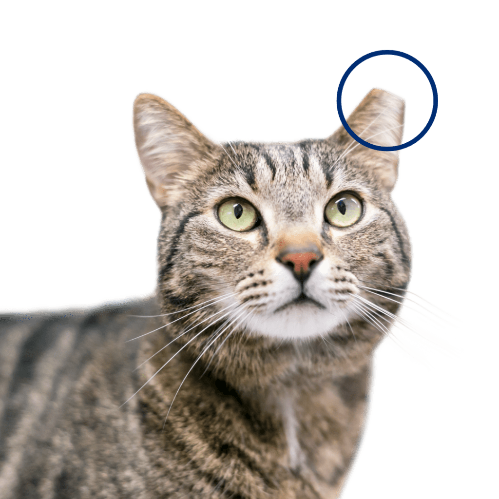 Trap-Neuter-Vaccinate-Return Community Cat Program – Animal Care