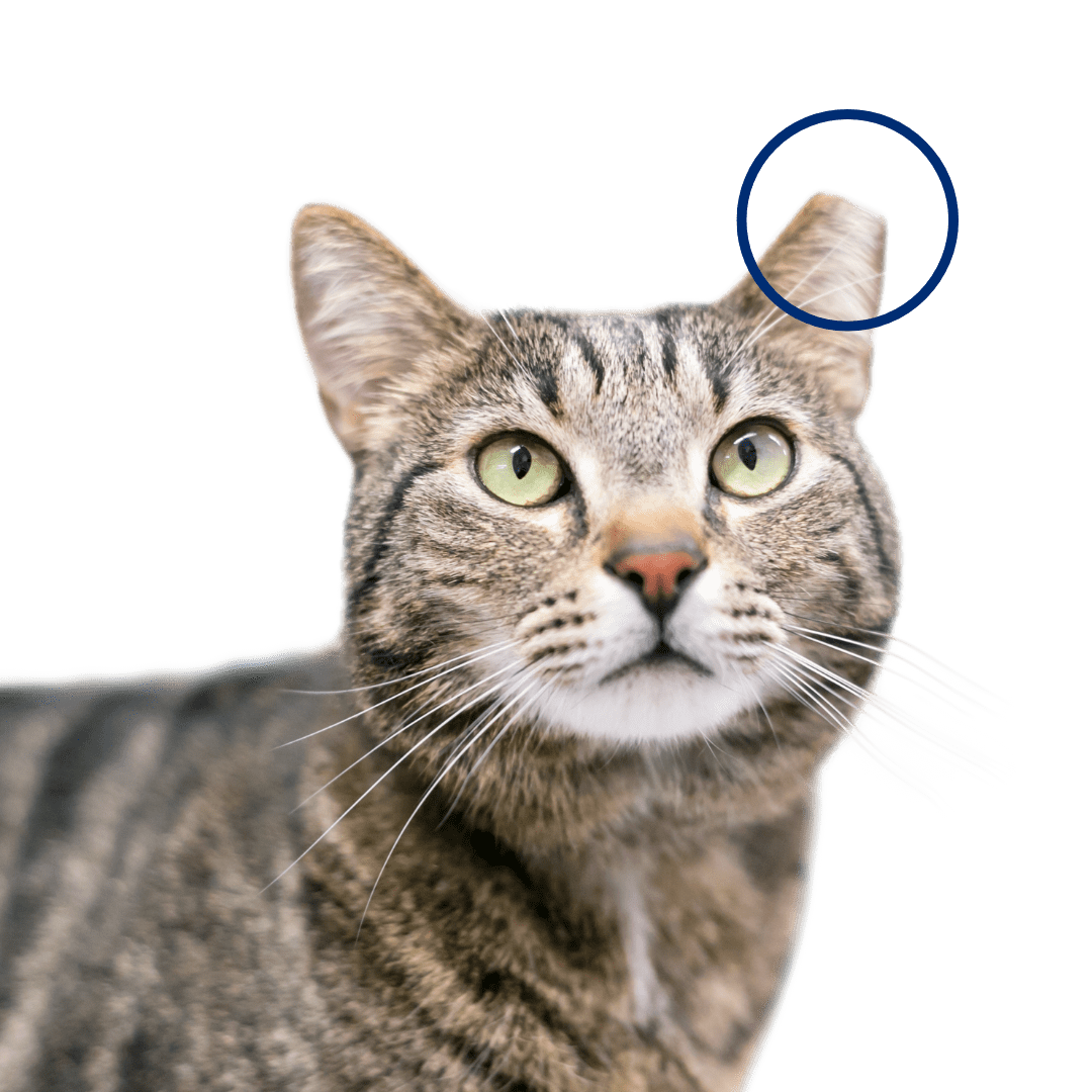 Trap-Neuter-Vaccinate-Return Community Cat Program – Animal Care